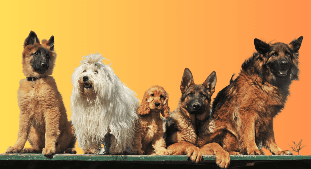 Why Does a Well Trained Dog Live Longer? - USA Daily Chronicles
